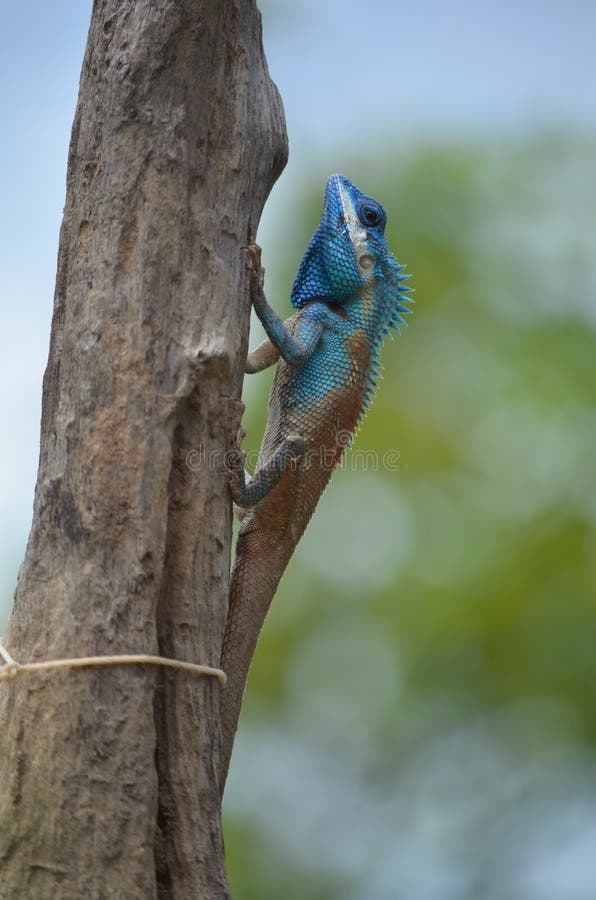 Fim azul do lagarto acima foto de stock. Imagem de lagarto - 74151988