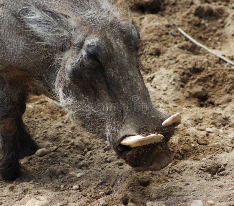 Africanus Comum Do Phacochoerus Do Javali Africano Que Senta-se Ao Lado ...