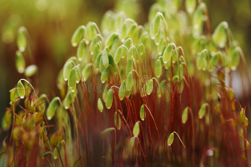 Close Up Serrilhado Da Flor De Dung Moss Com Pingos De Chuva Imagem de ...