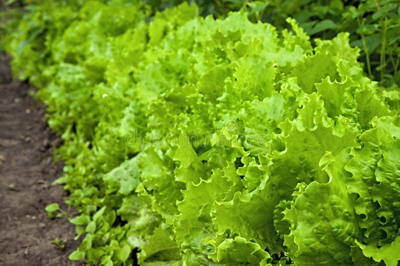 Fim Verde Da Alface Do Fundo Acima Imagem de Stock - Imagem de salada ...