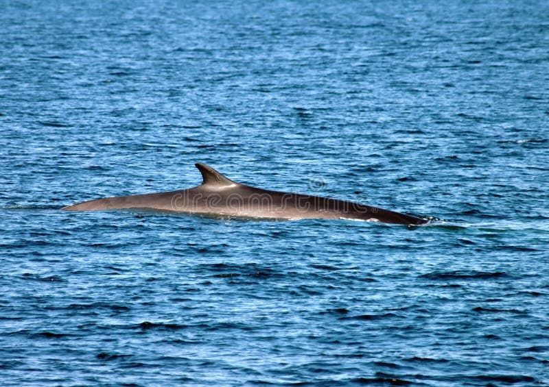 Fin Back Whale stock image. Image of whale, seas, learn - 1800203