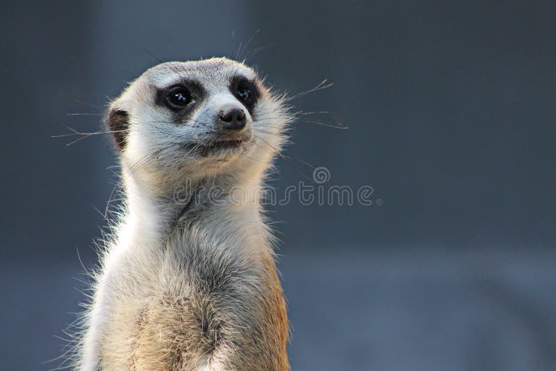 Fin d'animal de zoo image stock. Image du bâton, signes - 72266085