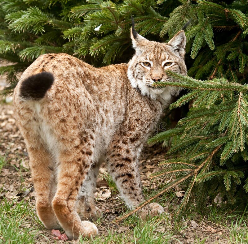 Lynx roux en gros plan image stock. Image du faune, repèré - 13677831