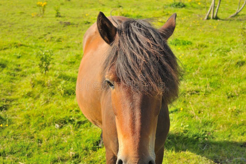 Cheval En Gros Plan De Brun De Peau Image stock - Image du race, cheveu ...