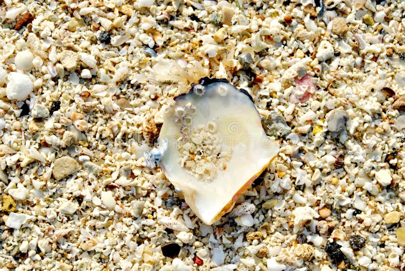 Perle Dans Un Coquillage Sur La Plage Image stock - Image du shell, été ...