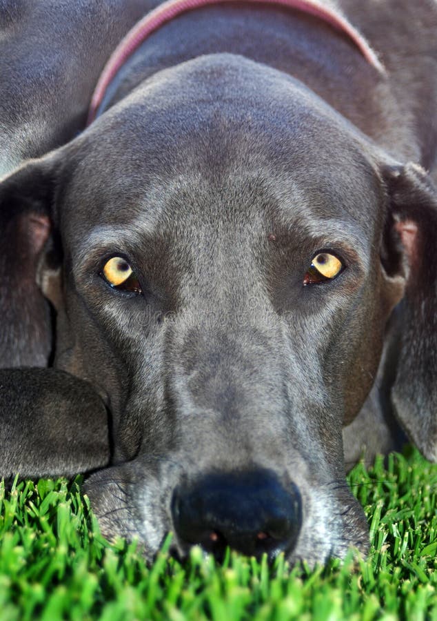 Fin De Danois Grand Vers Le Haut Photo stock - Image du sable, crabot ...