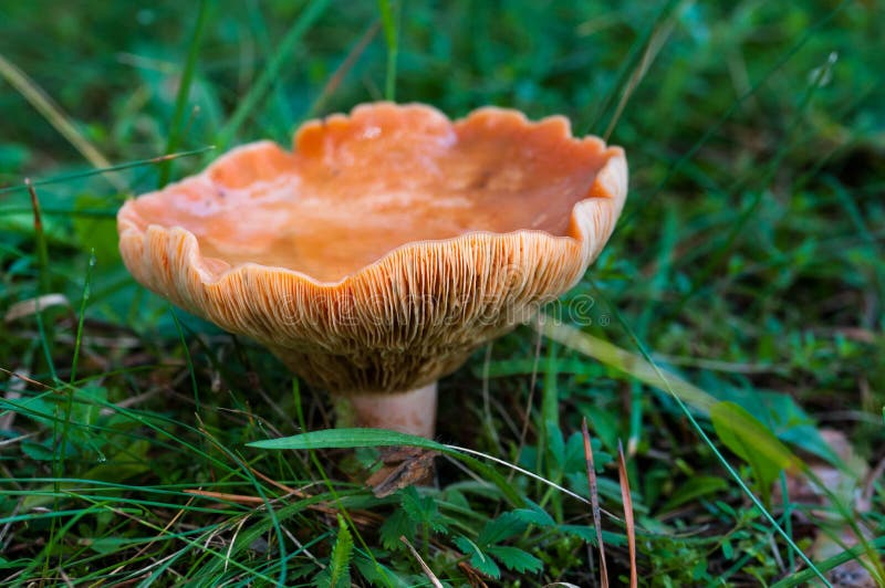 Fin De Lactarius Deliciosus De Champignon De Pin Vers Le Haut De Macro ...