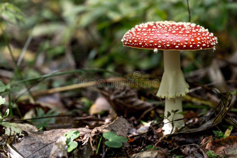 Fin De Muscaria D'amanite De Champignon Photo stock - Image du mycète ...