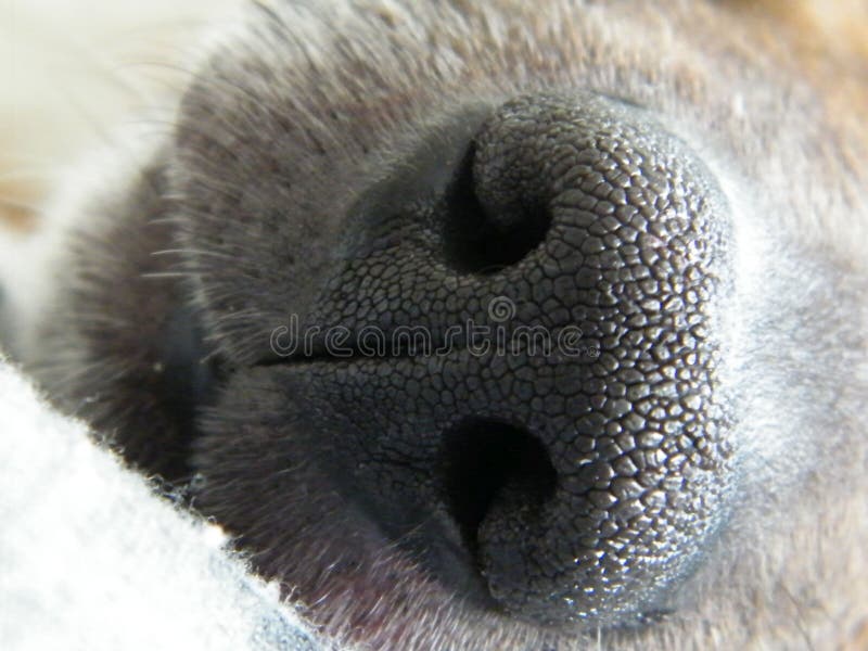 Fin de nez de chien image stock. Image du noir, museau - 72916923