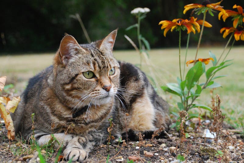 Le Chat S'est Tapi En Fleurs Image stock - Image du floral, smoking ...