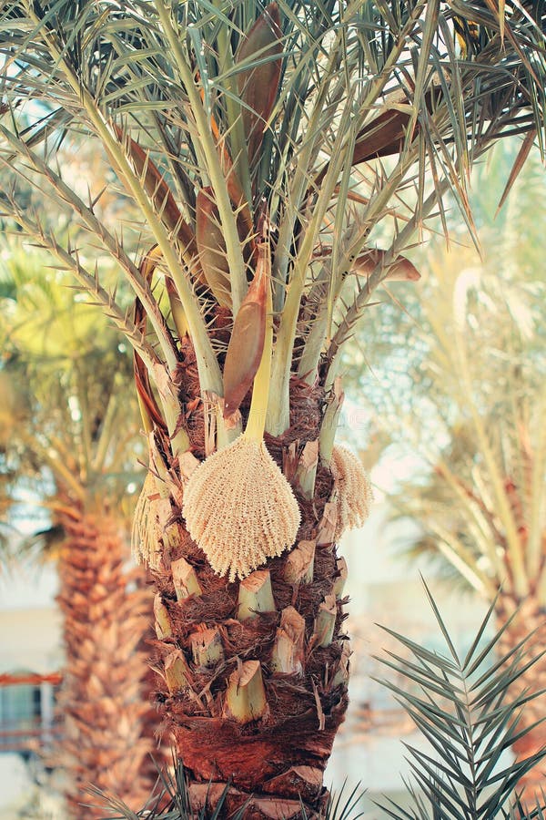 Oasis Avec Le Palmier Dattier Photos Stock - Téléchargez 16 Photos ...