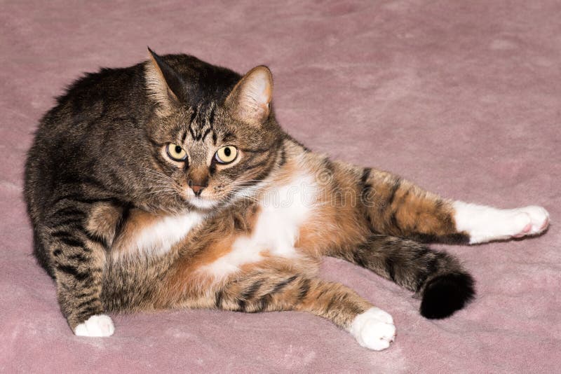 Fin De Portrait De Chat, Seulement Culture Principale Photo stock ...