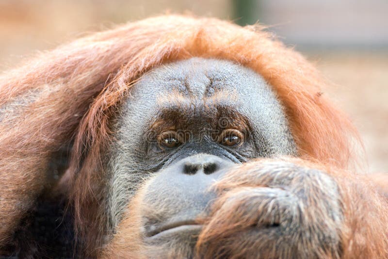 Portrait Drôle De Singe D Orang Outan De Sourire Photos Stock ...