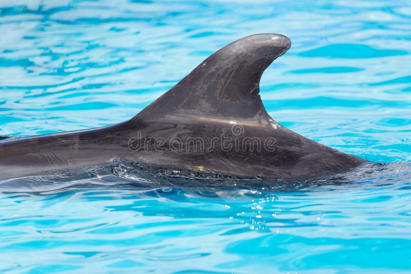 Fin dolphin in the pool stock image. Image of dolphin - 108712817