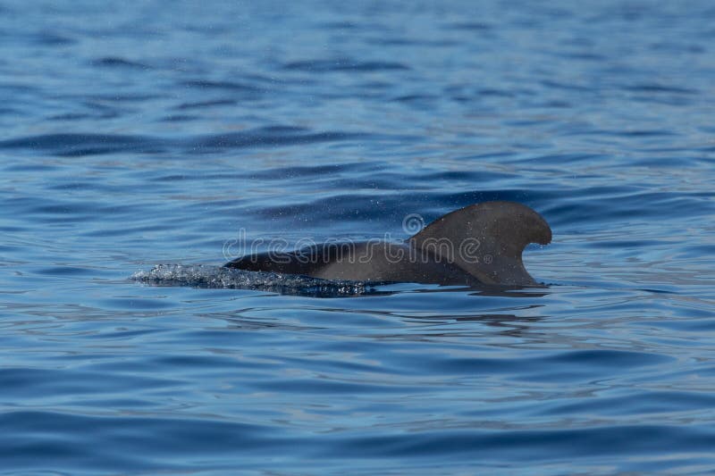 Fin from a pilot whale stock photo. Image of pilot, intelligent - 267525268