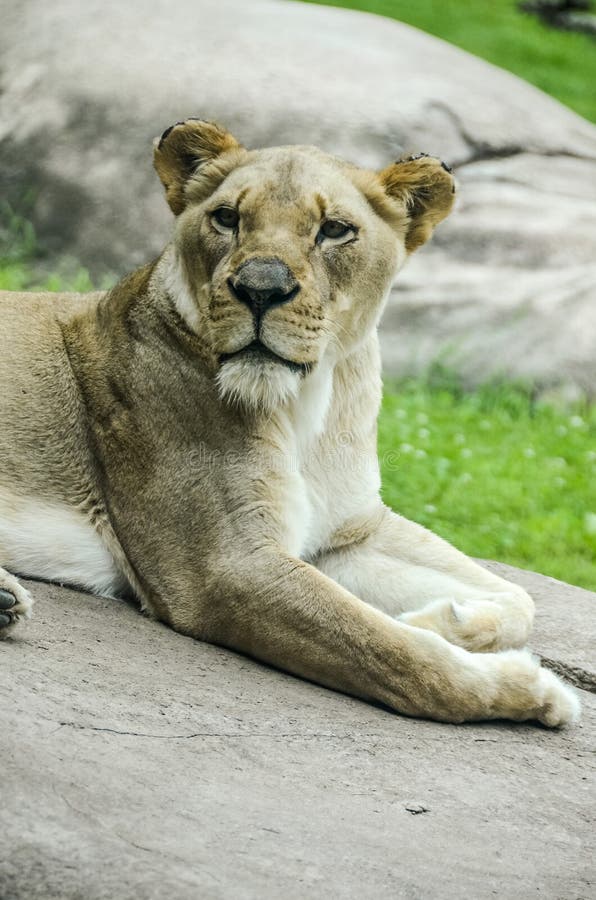 Lion femelle alerte image stock. Image du femelle, alerte - 16907335