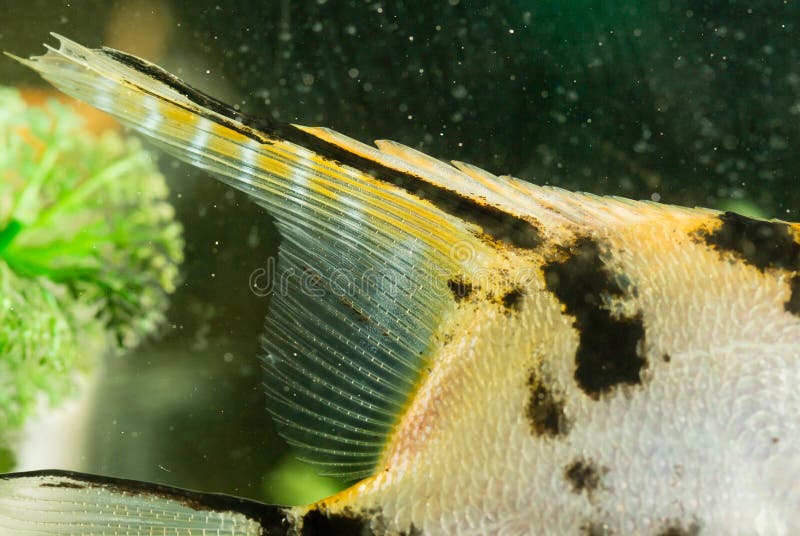 Fin Fish in the Aquarium at Home Stock Image - Image of tail ...