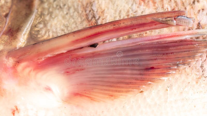 Fin on Fish As Abstract Background Stock Photo - Image of pattern ...