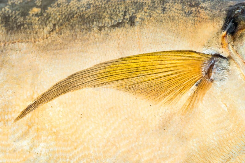 Fin fish stock photo. Image of small, walleye, profile - 70457810