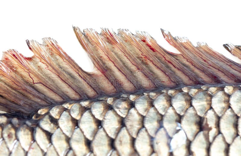 Fin Fish Carp Isolated on White Background Stock Photo - Image of tail ...