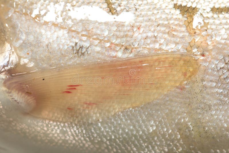 2,748 Fish Fin Texture Stock Photos - Free & Royalty-Free Stock Photos ...