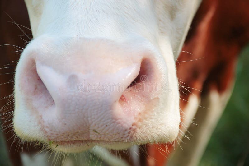 Fin humide de nez de vache photo stock. Image du ranch - 77666942