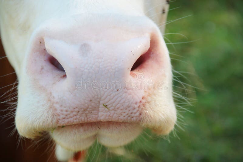 Fin humide de nez de vache image stock. Image du affermage - 77667215