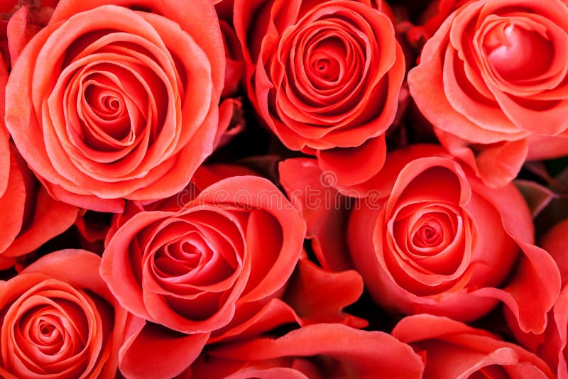 Fin Naturelle Rouge De Fond De Roses Photo stock - Image du beauté ...