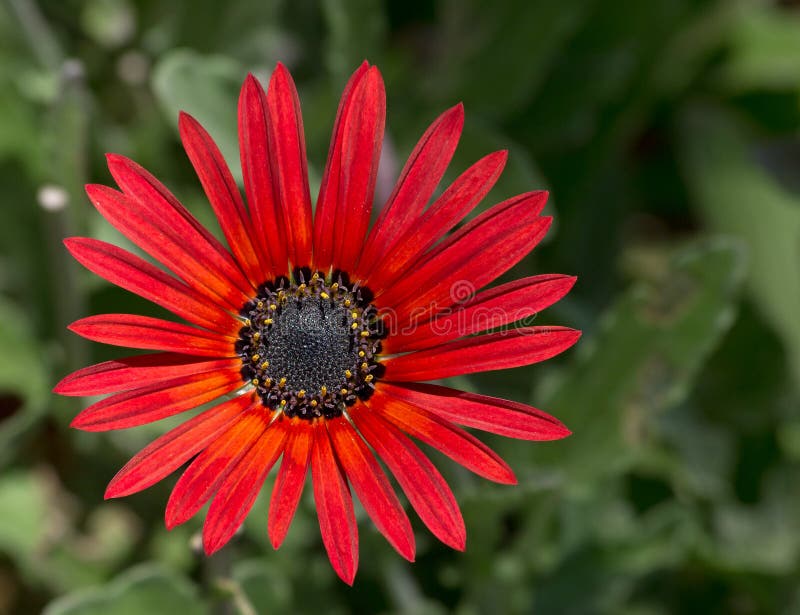 Fin Rouge De Fleur De Marguerite Vers Le Haut. Photo stock - Image du ...