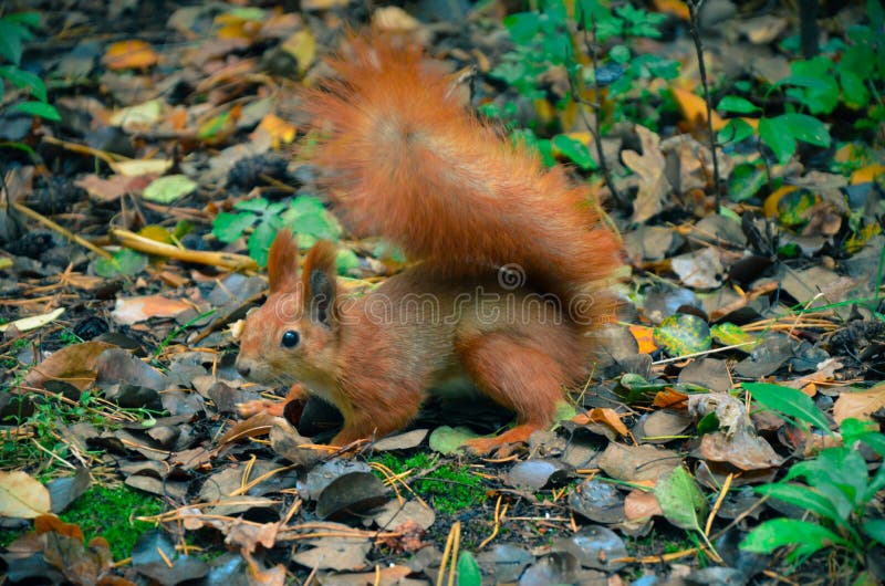 Fin Rouge De Squirell Vers Le Haut Du Sciurus Vulgaris Image stock ...