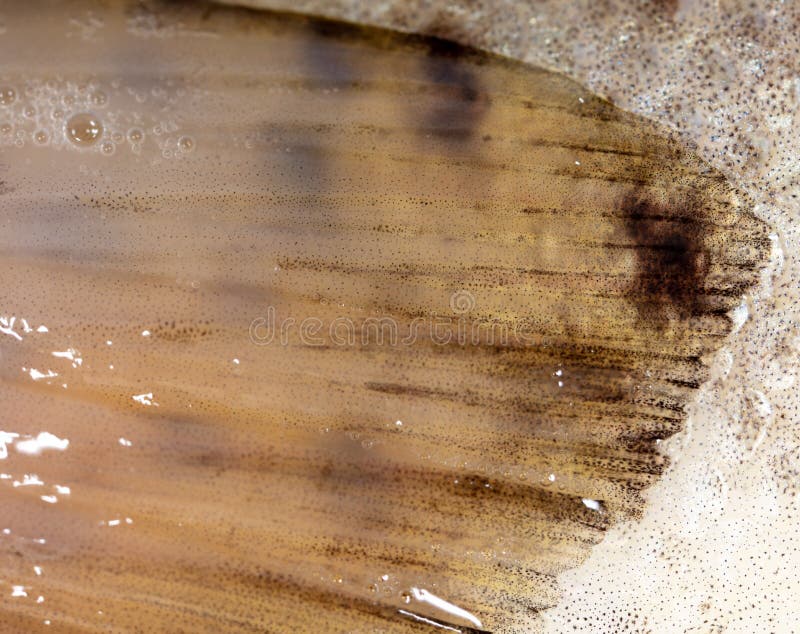 Fin Trout Fish As Background Stock Photo - Image of fishing, macro ...