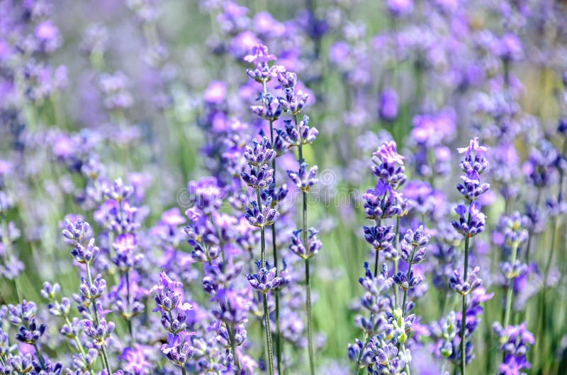 Fin Violette Bleue De Campagne De Champ De Fleurs De Levandula Image ...