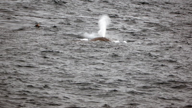 Fin Whale Blowing at the Surface of the Atlantic Ocean Stock Photo ...