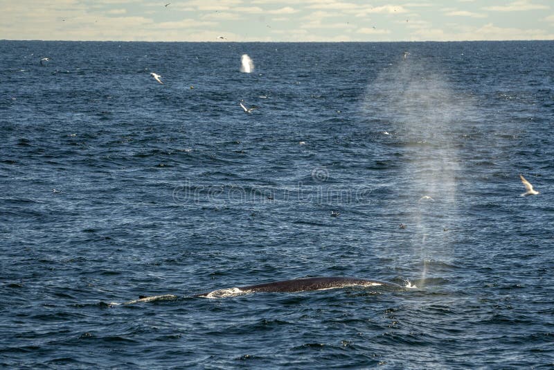 Fin Whale in Cape Cod Whale Watching Stock Image - Image of cape ...