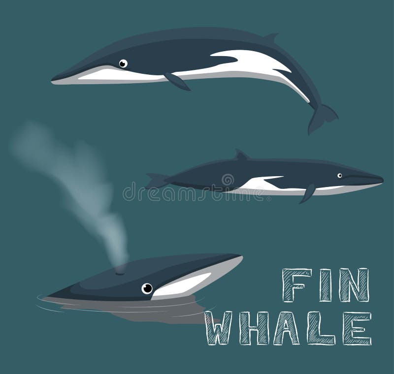 Fin Whale Cartoon Vector Illustration Stock Vector - Illustration of ...