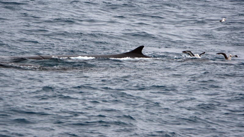 Fin Whale Surrounded by Sea Birds in Antarctica Stock Photo - Image of ...