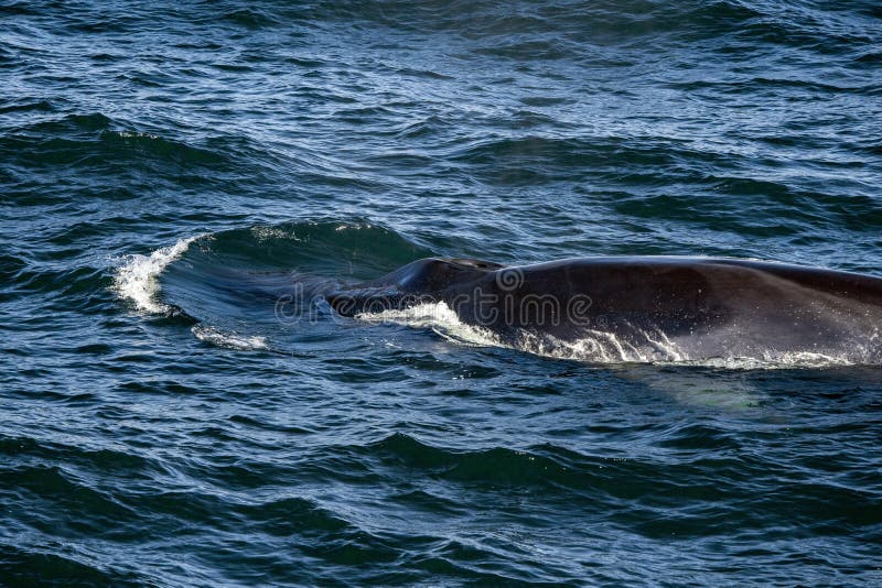 Fin Whales Seen Off of Cape Cod Whale Watching Tour Stock Image - Image ...