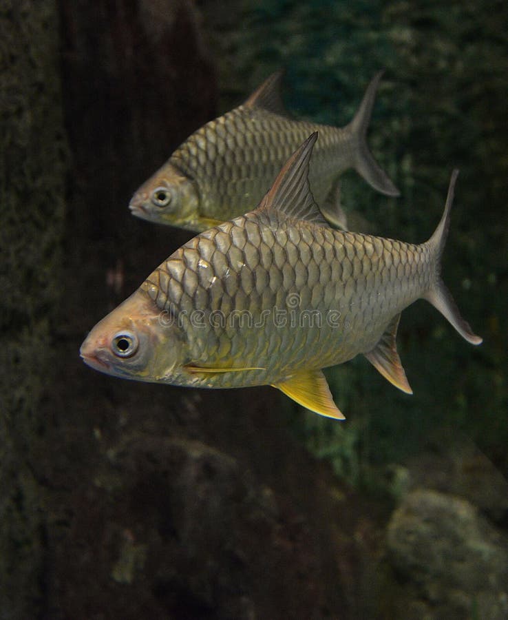 Fin Yellow fish stock image. Image of silver, white, path - 65661653