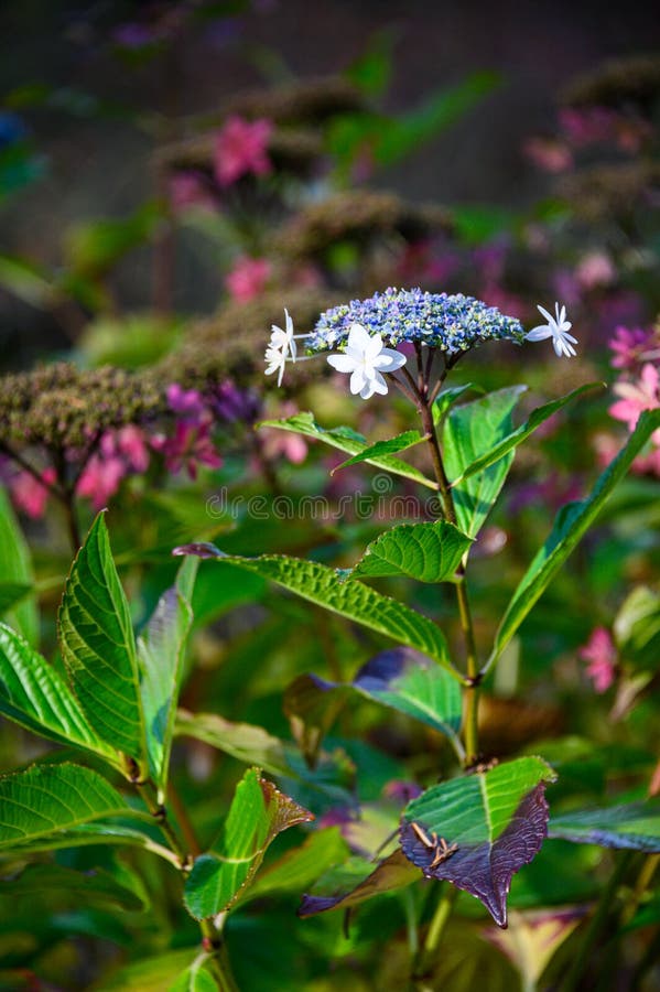 Final Fall Blooms on Hydrangea Bushes, Nature Background Stock Photo ...