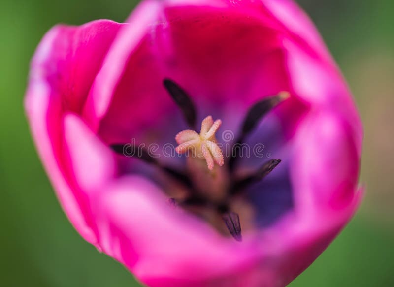 The Final Stage of Flowering of a Pink Tulip at the End of May Stock ...
