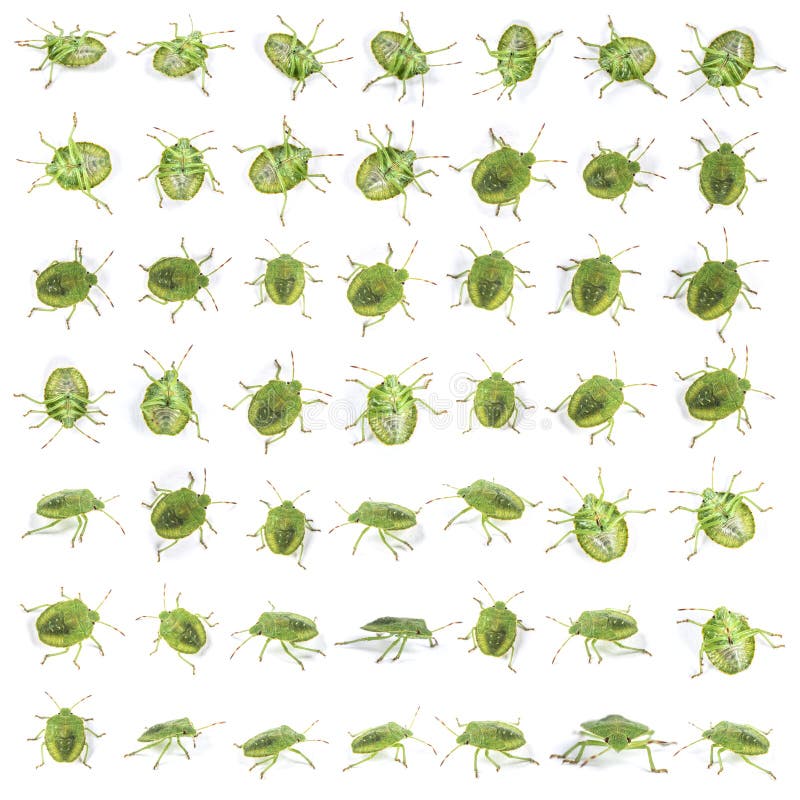 Final-stage Nymph of a Green Shield Bug, Insect Stock Photo - Image of ...