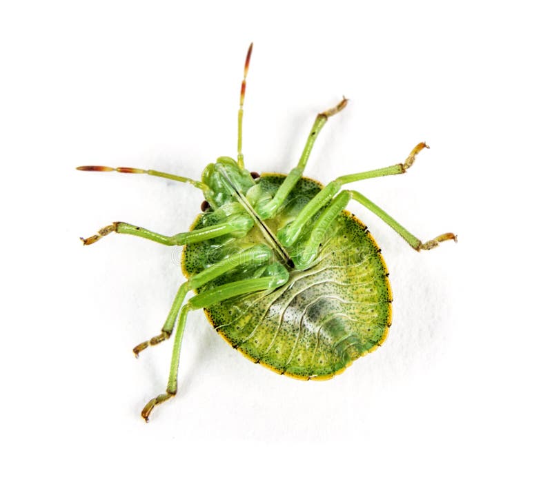 Final-stage Nymph of a Green Shield Bug, Insect Stock Photo - Image of ...