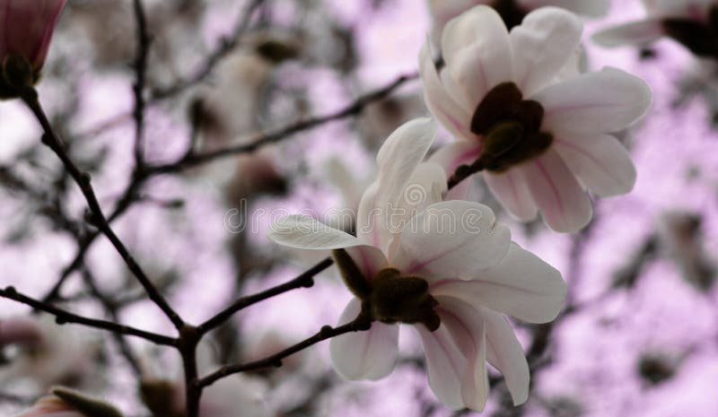 White Flowers of Purity and Love Stock Photo - Image of caracas ...