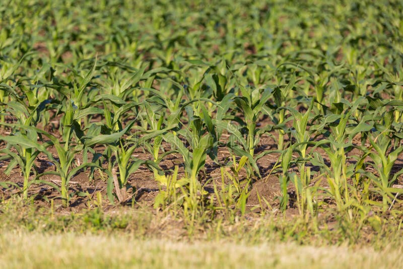 Finally the Corn is Planted and Growing Stock Photo - Image of ...