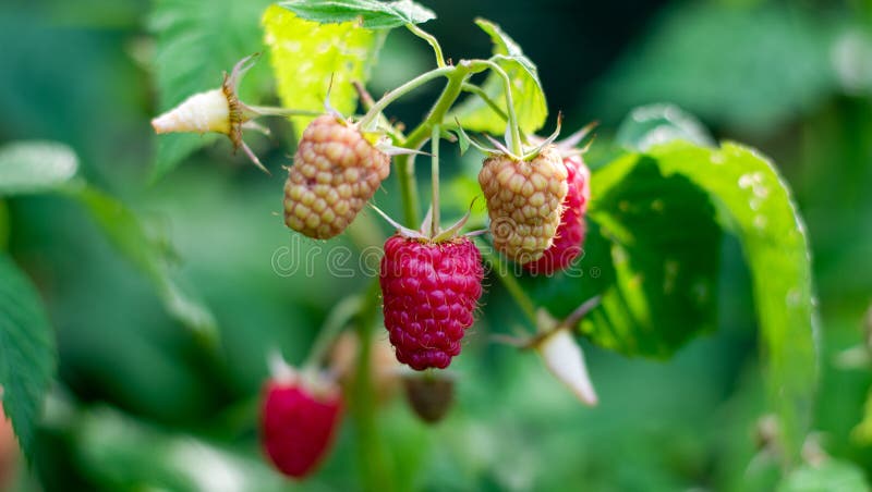 Raspberries are Ripening on the Plants with the Heat of the Sun Stock ...