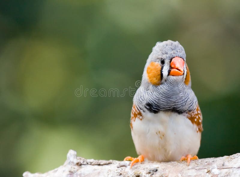 Finch stock image. Image of rare, hawthorn, delicate, pretty - 2782947