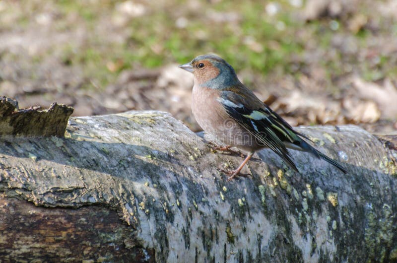 Finch stock photo. Image of closeup, outdoors, passerine - 39370132