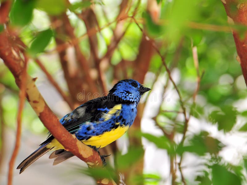 Blue and Yellow Finch Bird stock image. Image of nature - 25218297