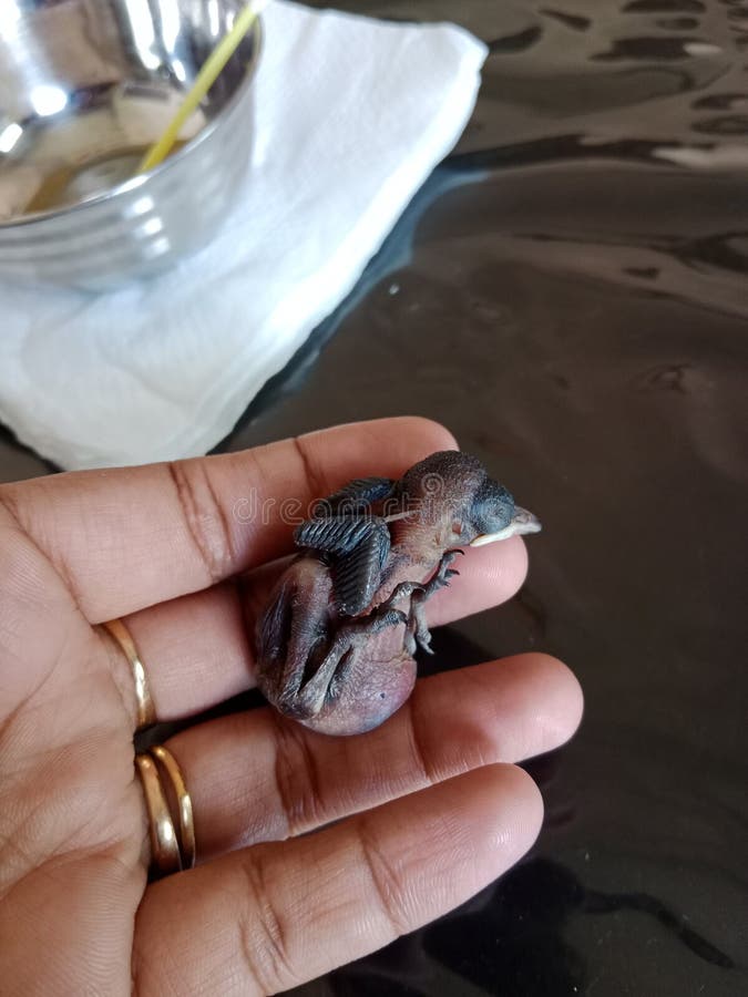 Finch bird baby stock image. Image of fish, organ, limb - 255154753