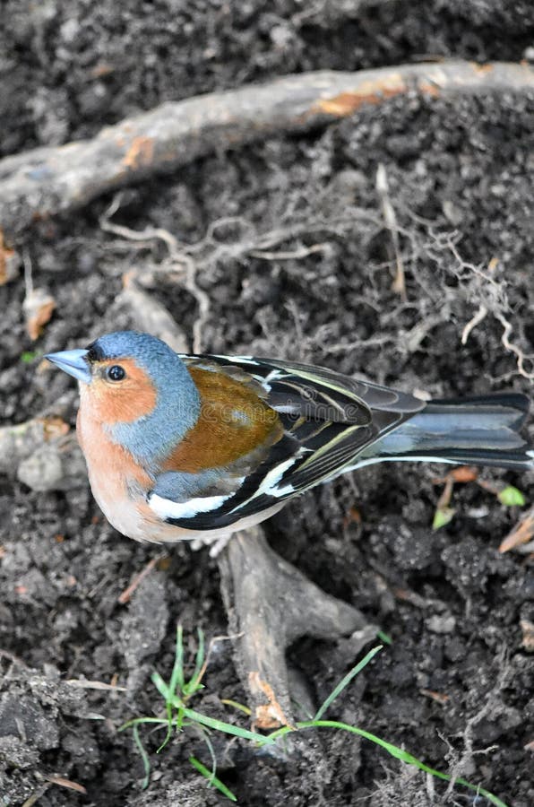 Finch Bird Down Beautiful Colors Cute Stock Photo - Image of colors ...